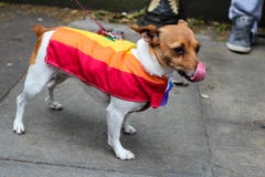 Gay Pride Dog Stock Photos, Images, & Pictures - 74 Images