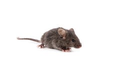 Walking Mouse Stock Images - Download 420 Photos