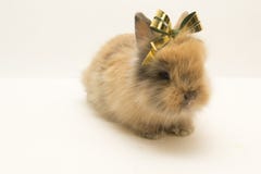 Golden Baby Rabbit stock photo. Image of adorable, northwest - 953814