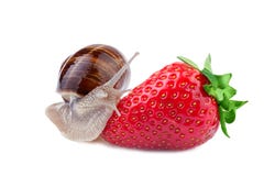 Snail Eating A Ripe Strawberry Stock Image - Image of crawling, blue ...