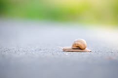 Fast Snail stock illustration. Illustration of evolve - 38441372