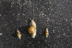 Fast Snail stock illustration. Illustration of evolve - 38441372