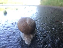 Running Snail stock vector. Illustration of snail, sport - 9346937