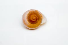 Cochlea Stock Photos - 742 Images