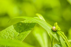 Snail and weed on sidewalk stock image. Image of close - 75519437