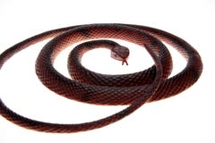 Coiled Snake Symbol Stock Photography - Image: 37716442