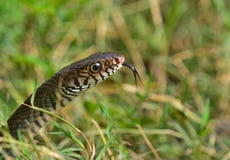 Common Rat Snake Stock Photo - Image: 9289130