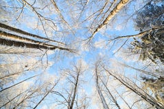 Looking Up Perspective Of Winter Trees Stock Photo - Image: 68804307
