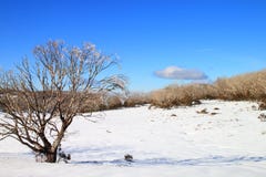 Ayers Rock: Uluru After The Rain Storm Passed Editorial Photography ...