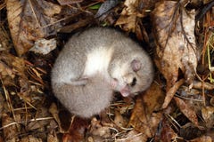 Petit Loir Mignon Stock Photos - Royalty Free Stock Images