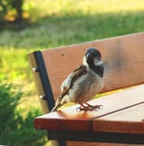 Bird Sitting Chair Stock Photos, Images, & Pictures - 238 Images