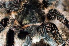 Alligator Sinensis Stock Photography - Image: 4776292