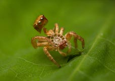 Spider After Shedding Stock Photo - Image: 51501888