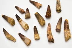 Spinosaurus Royalty Free Stock Photography - Image: 25119767