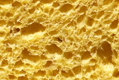Yellow sea sponge texture stock image. Image of floor - 109382297