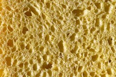 Yellow sea sponge texture stock image. Image of floor - 109382297