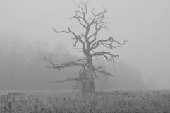 Misty Spooky Dead Tree Forest Royalty Free Stock Photography - Image ...