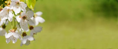 Nature Banner On A Green Grass And Blue Sky Stock Photo 10661284 - Megapixl