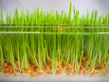 Germinated Seeds Of Cress, Radish, Wheat Stock Photo - Image of life ...