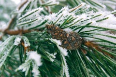 Pine Tree Lump In Snow Royalty Free Stock Photography - Image: 195827