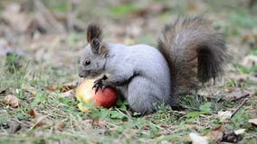 Squirrel with an apple stock footage. Video of forest - 40669634