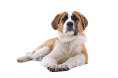 St. Bernard Dog Reading Book Getting Education Stock Photography ...