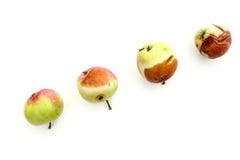 Decay of apple stock photo. Image of nature, skin, section - 29388434