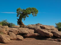 Tree Growing Out Rock Stock Photos, Images, & Pictures - 142 Images