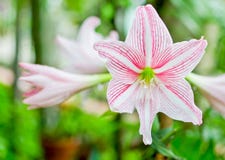 White star lily. stock image. Image of intiflorum, colorful - 32066157