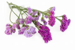 Statice Flowers Stock Image - Image: 15151251