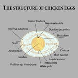 Chicken Egg Anatomy Stock Vector - Image: 47293930