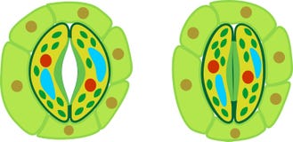 Structure Of Stomatal Complex With Open And Closed Stoma Stock Vector ...