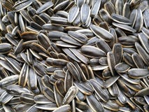 Sunflower Pod stock image. Image of nature, pattern, seeds - 633121