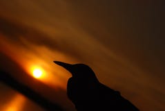 Bird Sitting Chair Stock Photos, Images, & Pictures - 238 Images