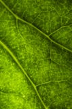 Leaf surface stock photo. Image of organic, chlorophyll - 25983472