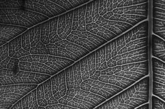 Leaf surface stock photo. Image of organic, chlorophyll - 25983472