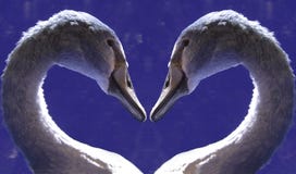 Swan Heart Stock Photos - Royalty Free Stock Images