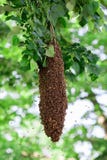 A Swarm Of Bees On An Oak Tree Stock Image - Image: 14508211