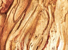 Abstract swirly tree stock vector. Illustration of green - 13216153