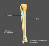 Tibia e perone illustrazione di stock. Illustrazione di caviglia - 46887456