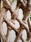 Braided Tree Trunk stock image. Image of macro, exotic - 24868247