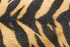 Tiger fur texture (real) stock image. Image of pattern - 9604385