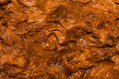 Human Feces Stock Images - Download 157 Royalty Free Photos