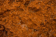 Human Feces Stock Images - Download 157 Royalty Free Photos