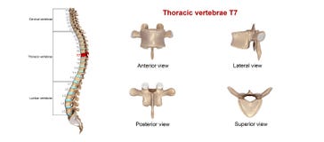 Thoracic Vertebrae T3 Stock Illustration - Image: 81731108
