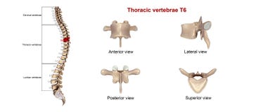 Thoracic vertebrae T11 stock illustration. Illustration of illustration ...
