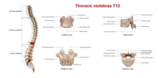 Thoracic Vertebrae T5 Stock Illustration - Image: 81703924
