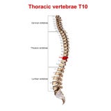 Thoracic vertebrae T10 stock illustration. Illustration of thoracic ...