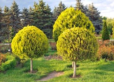 Small Arborvitae, Shorn Round Tree In The Yard. Stock Photo - Image ...