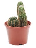 Three Cactus Stock Photo - Image: 15285330